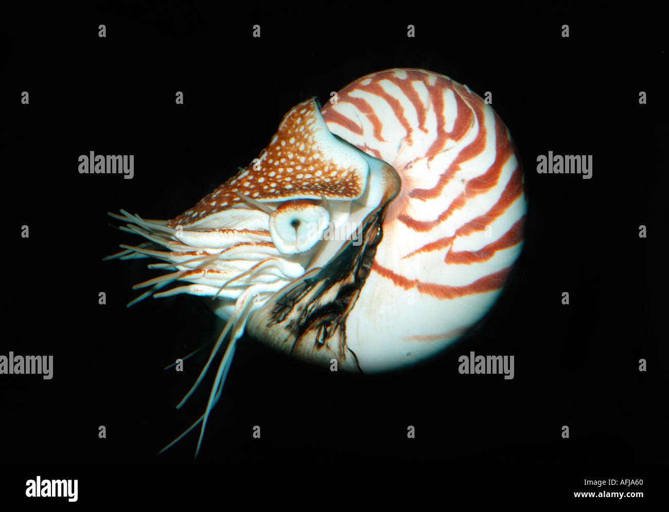 Rare molluscs hi-res stock photography and images - Alamy