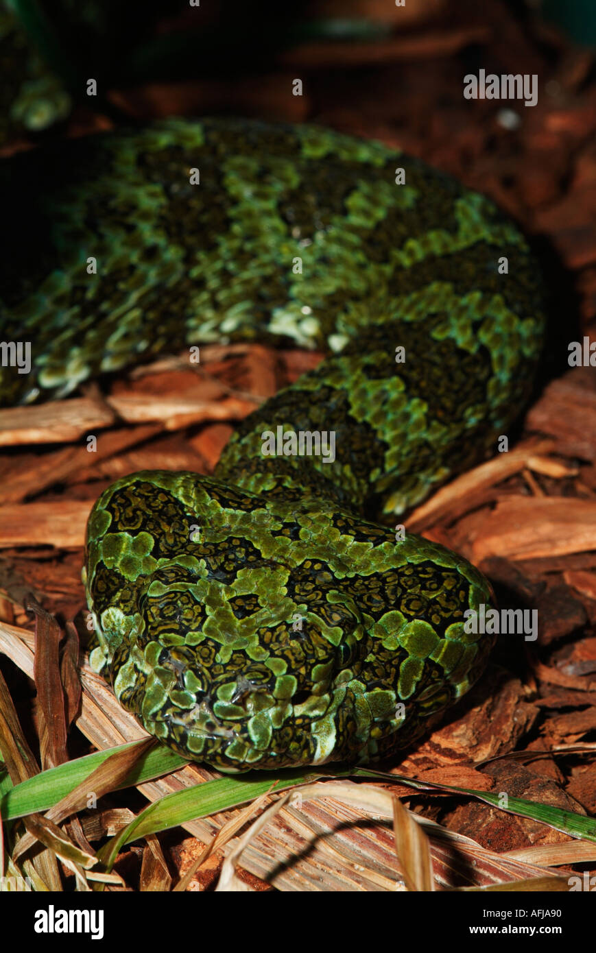 Mang Mountain Viper Snake Stock Photo - Alamy