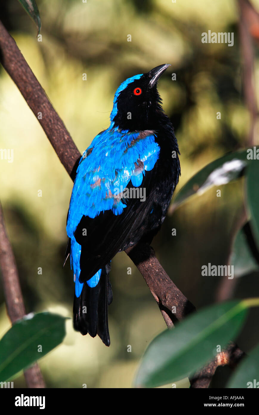 Asian Fiary Bluebird Irena Puella male SE Asia Stock Photo - Alamy