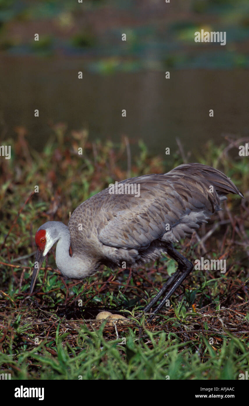 Sandhill Crane Nesting Grus canadensis setting onto eggs Sarasota ...