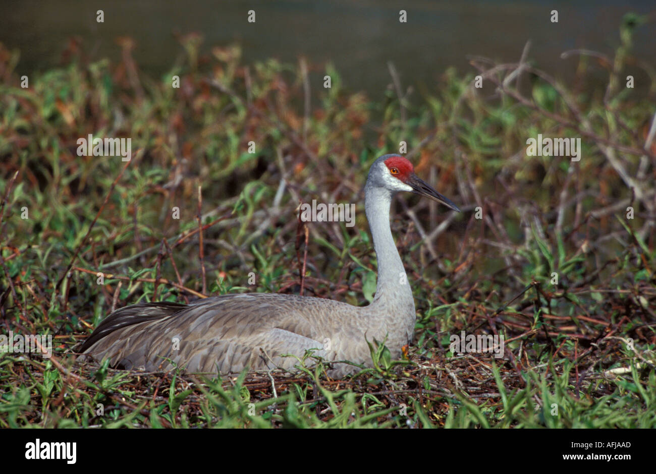 Sandhill Crane Nesting Grus canadensis sitting on nest incubating eggs ...
