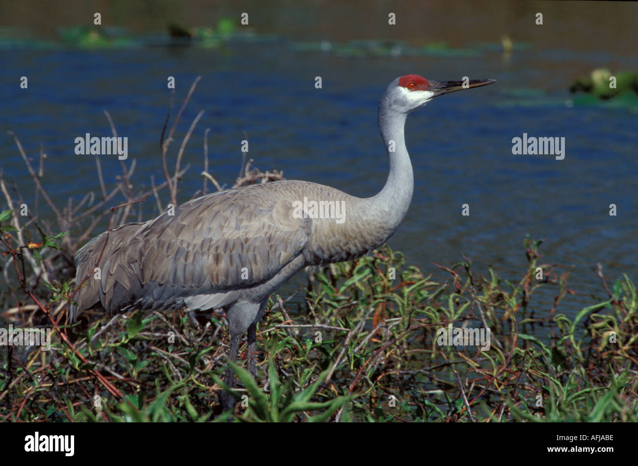 Sandhill Crane Nesting Grus canadensis off duty bird Sarasota Florida ...