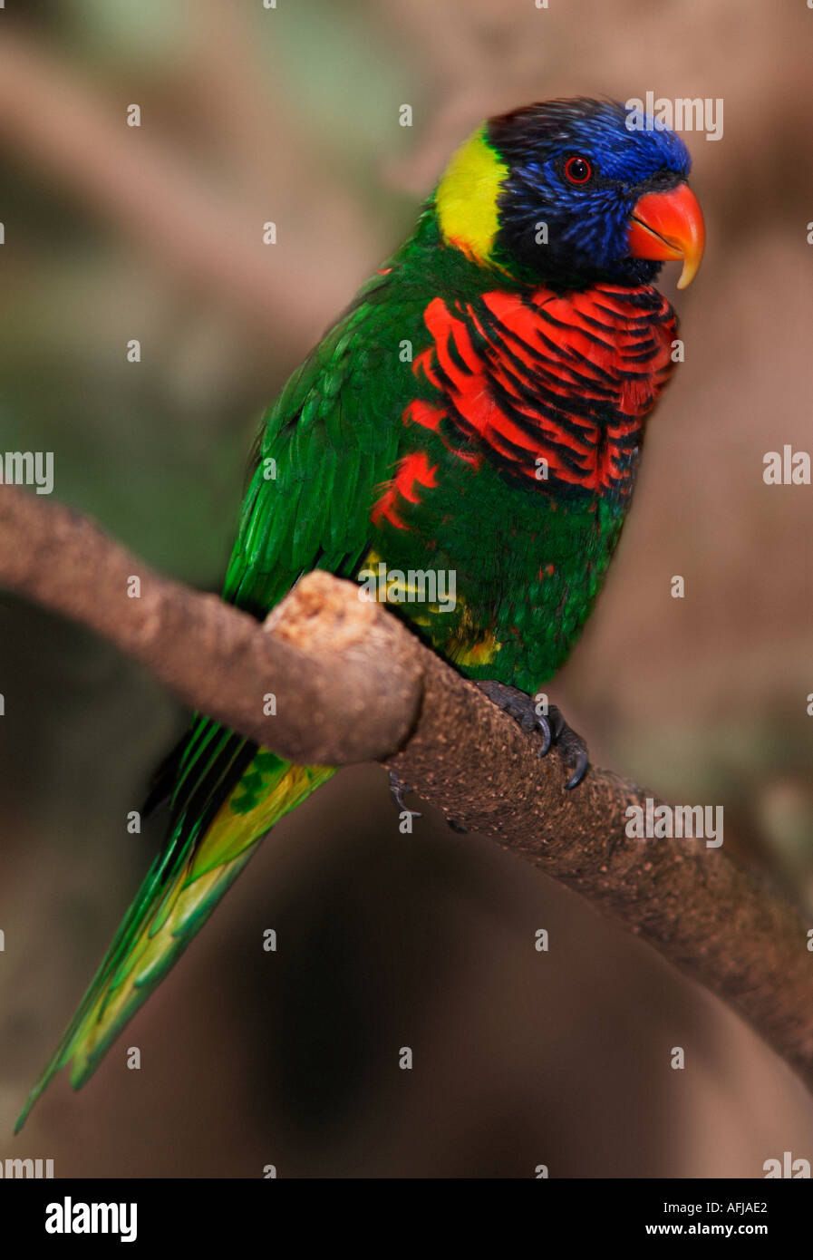 Rainbow Lory Trichoglossus haematodus captive parrot green red blue ...