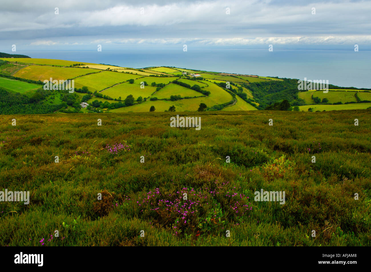 Porlock Common in Exmoor National Park, overlooking the Bristol Channel ...