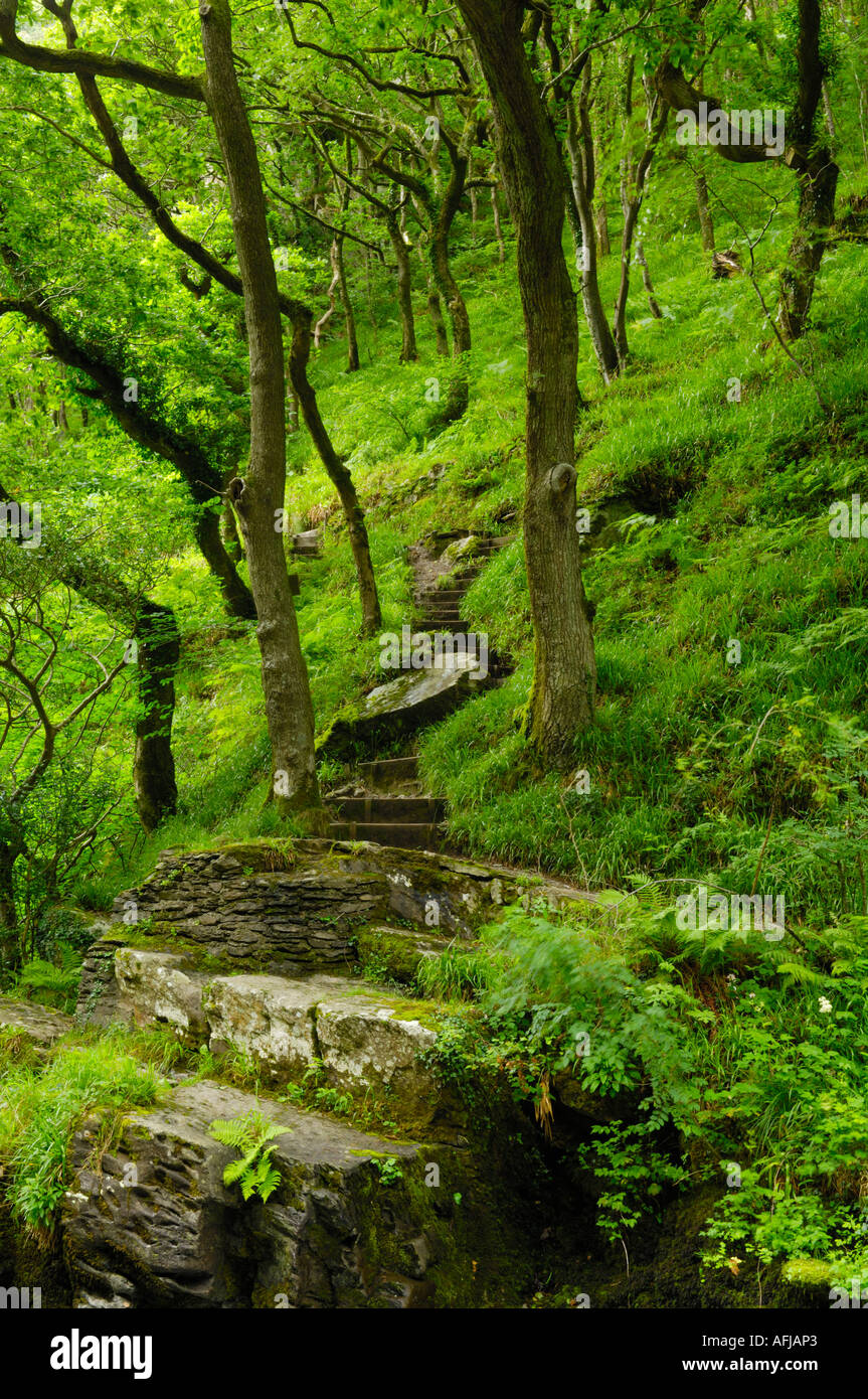 Woodland steps on the riverbank of the East Lyn River at Watersmeet in ...