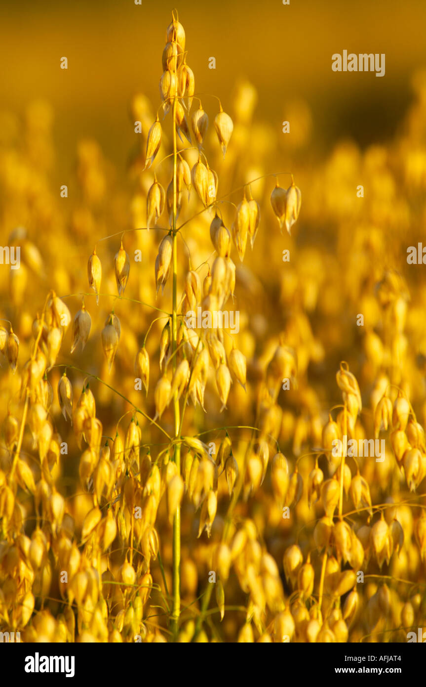 Golden crop oats ripening in hi-res stock photography and images - Alamy