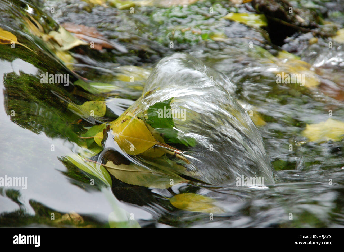Leaves in a stream Stock Photo - Alamy