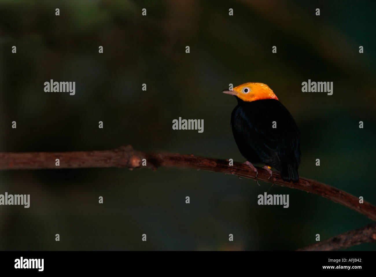 Golden Headed Manakin Panama captive Stock Photo - Alamy