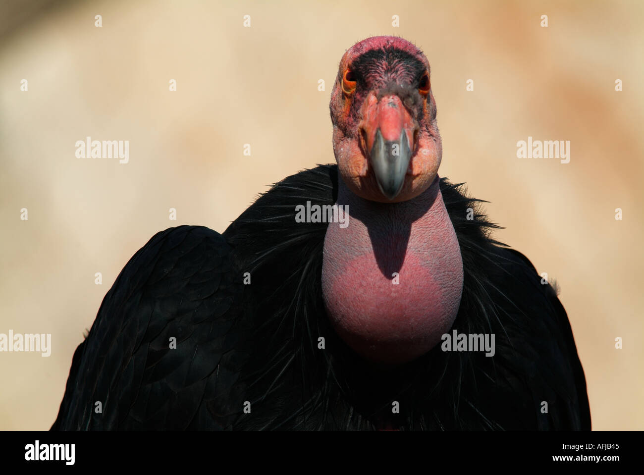 California Condor captive Stock Photo - Alamy
