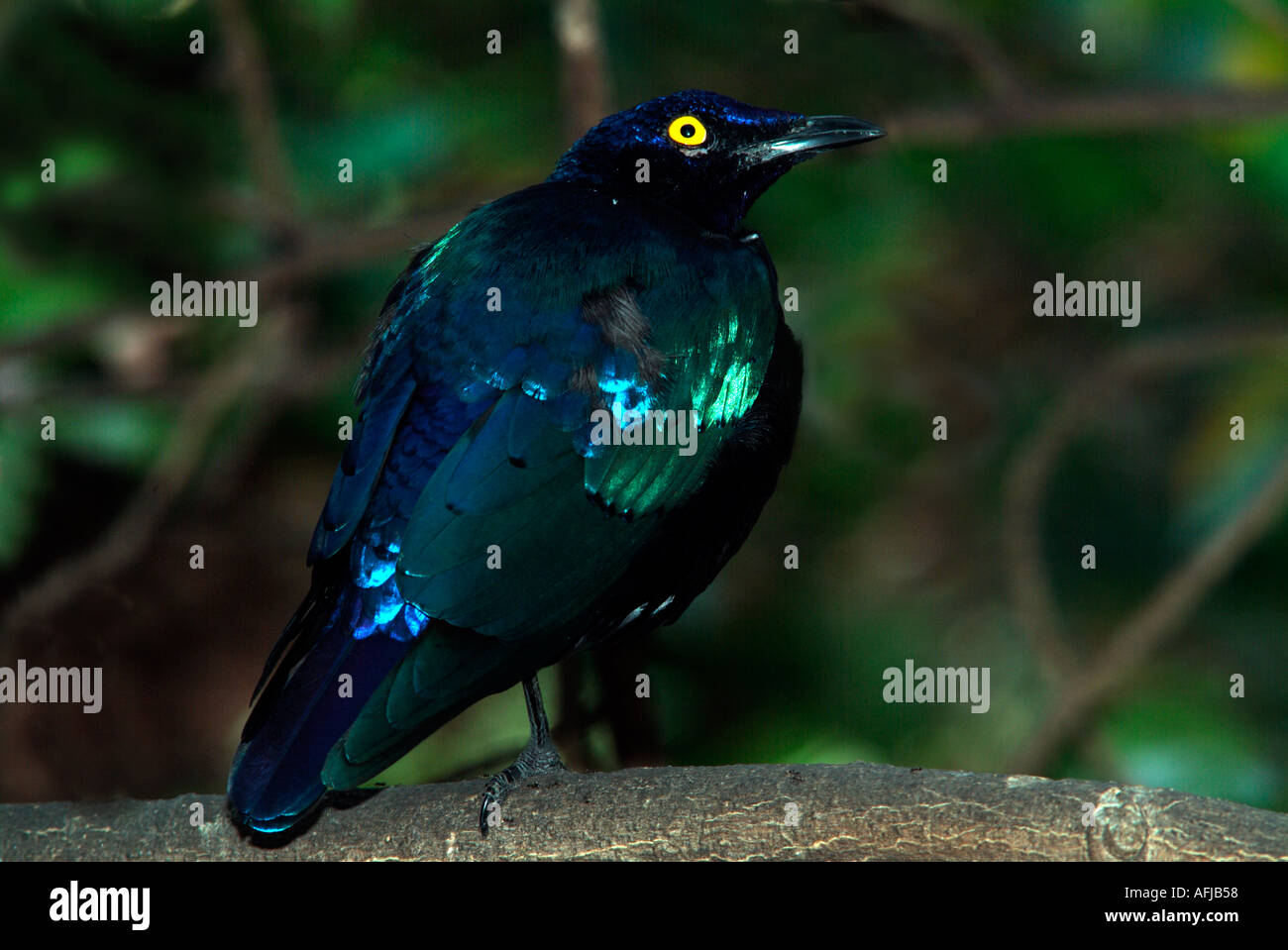 Blue Eared Glossy Starling Stock Photo - Alamy