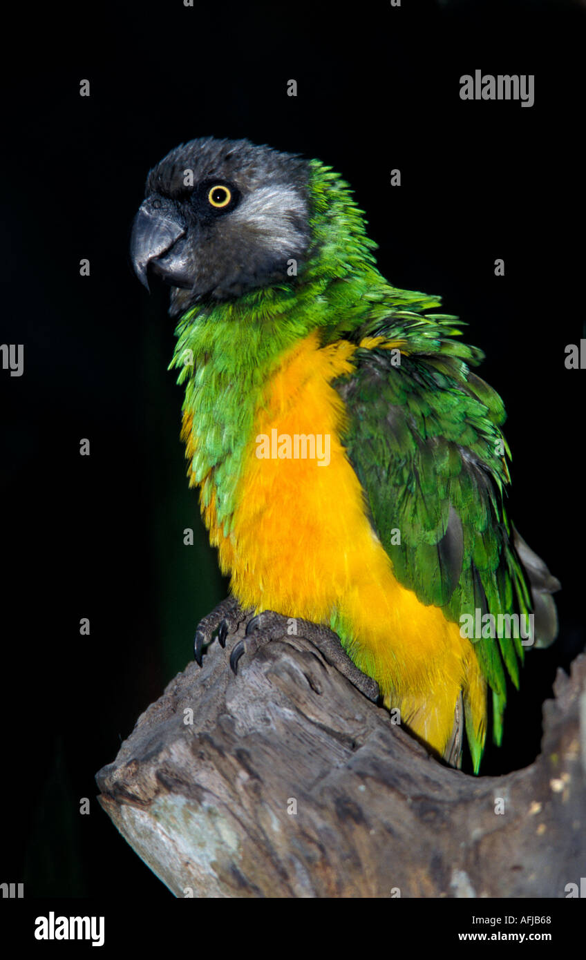 Senegal Parrot West Africa Stock Photo - Alamy