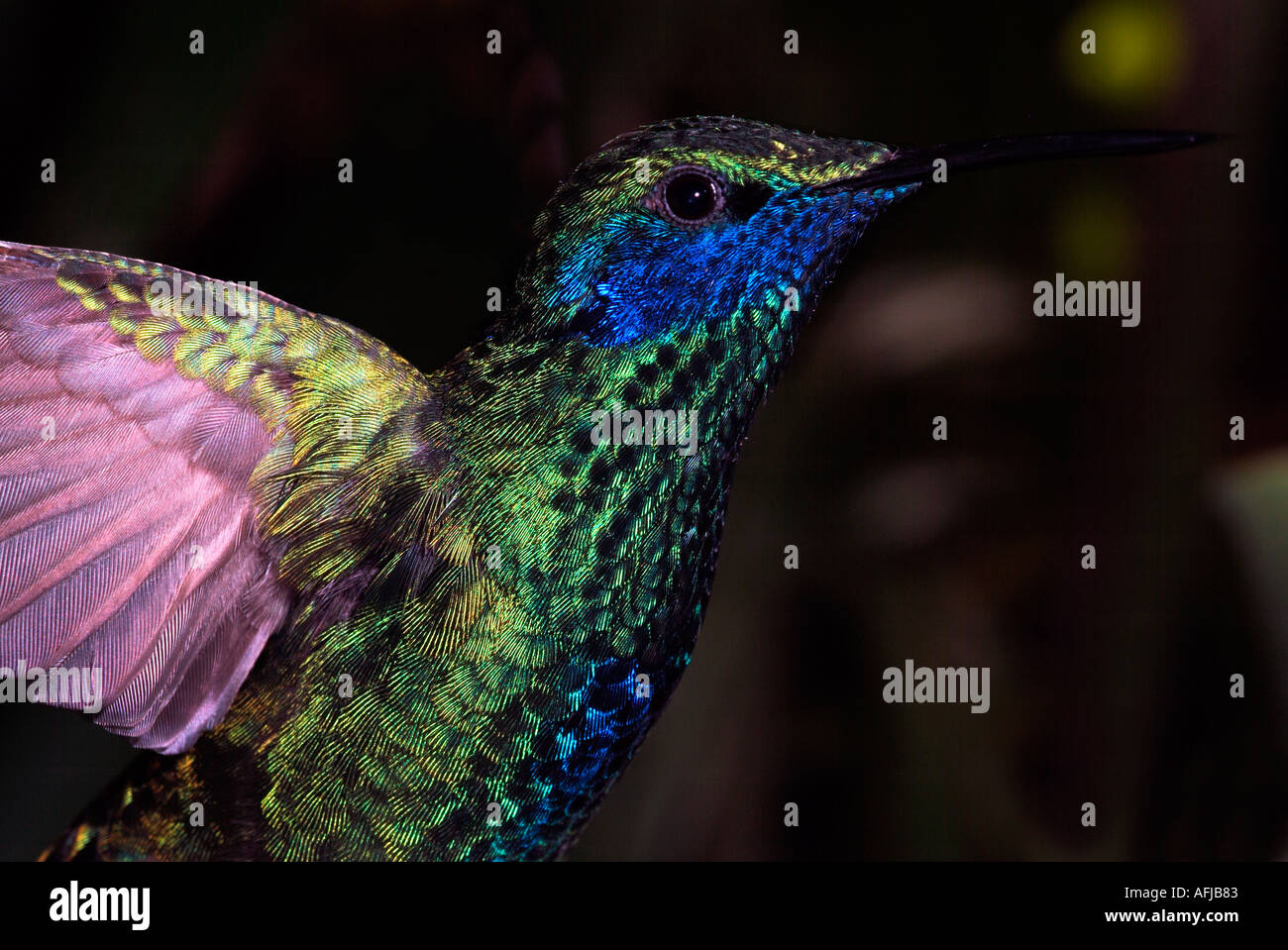 Sparkling Violetear Hummingbird Stock Photo - Alamy