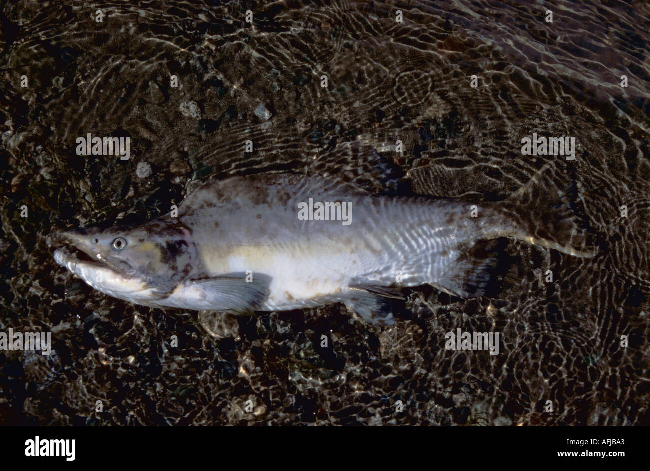 Killed salmon hi-res stock photography and images - Alamy