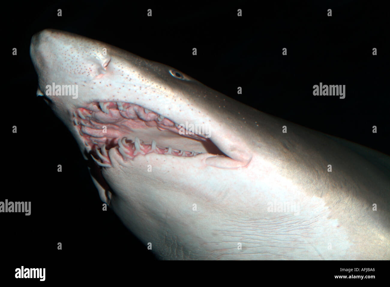 Fearsome shark hi-res stock photography and images - Alamy