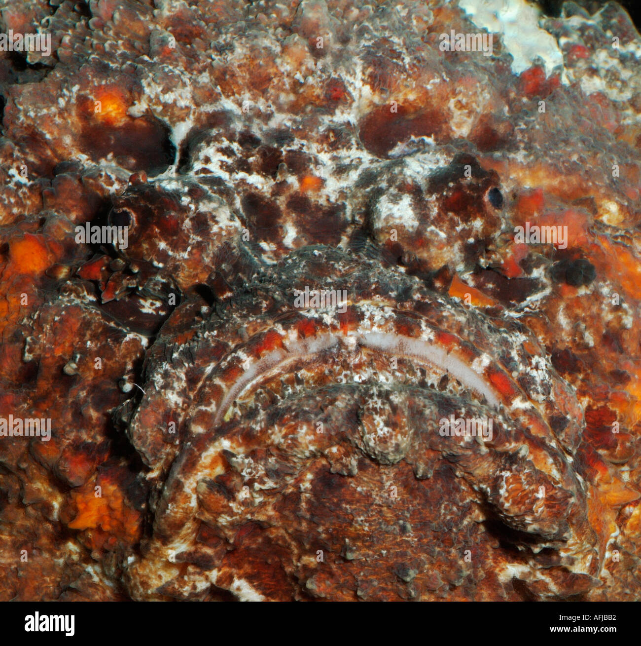 Stonefish close up showing face Stock Photo - Alamy