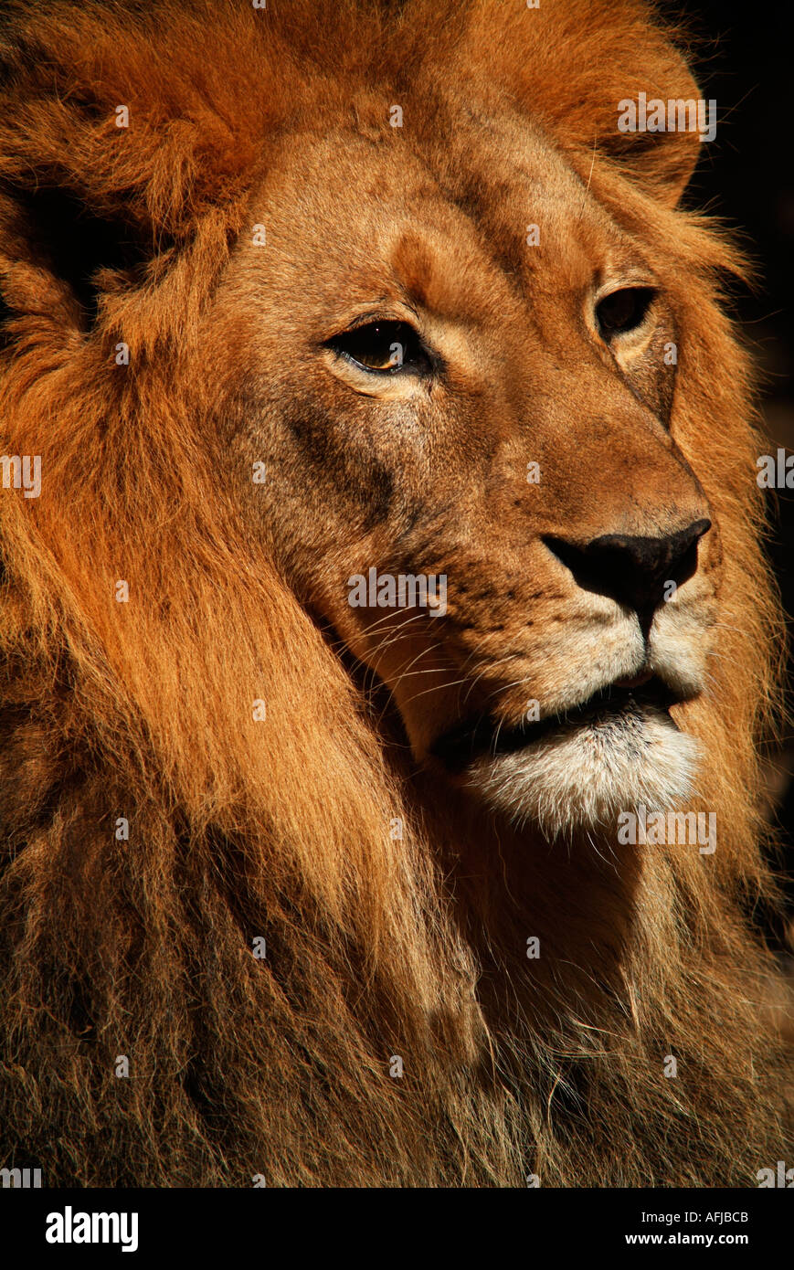 Male Lion captive Stock Photo - Alamy