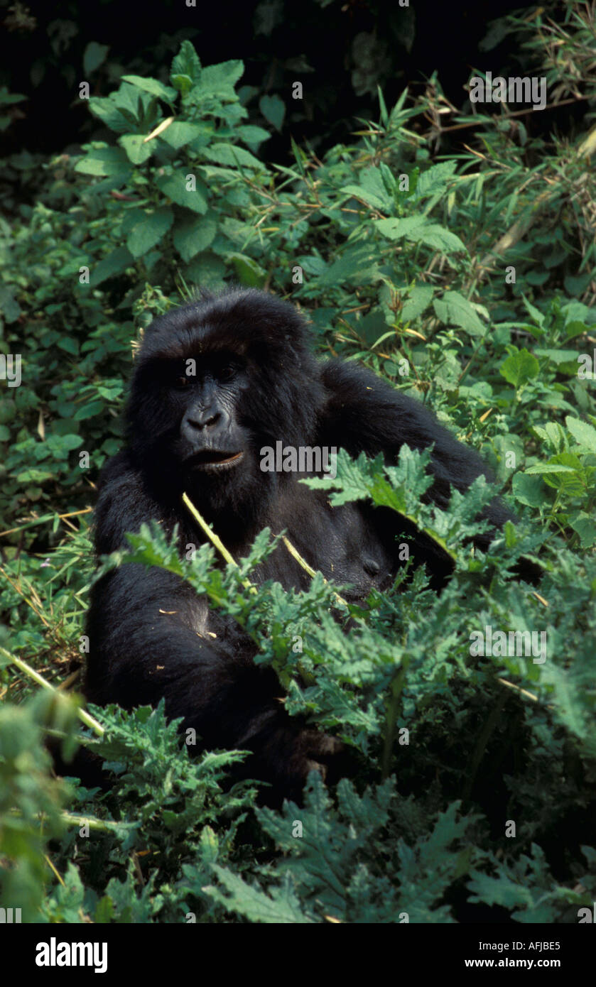 Mountain Gorilla Volcanoes National Park Rwanda Stock Photo - Alamy