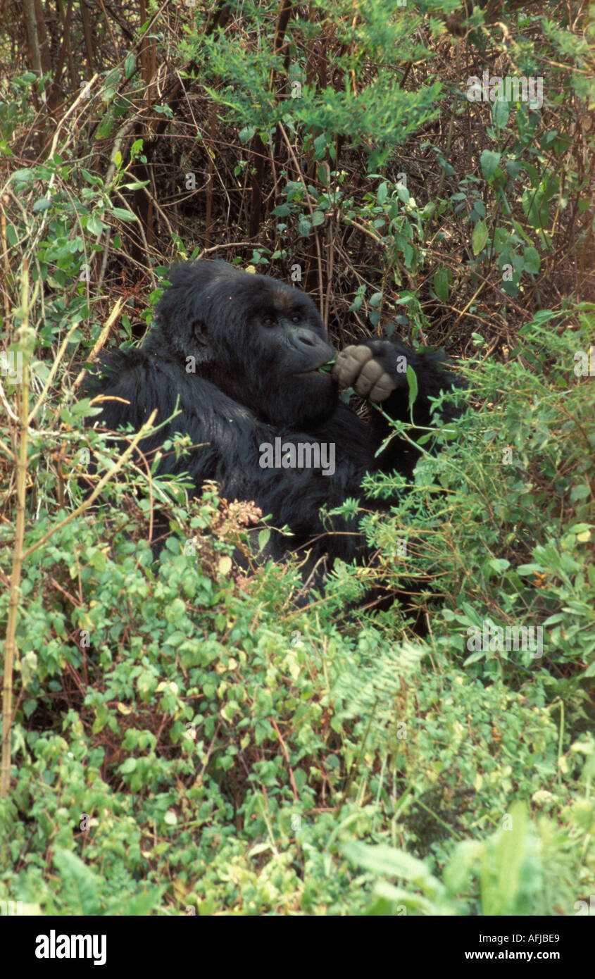 Mountain Gorilla Volcanoes National Park Rwanda Stock Photo - Alamy