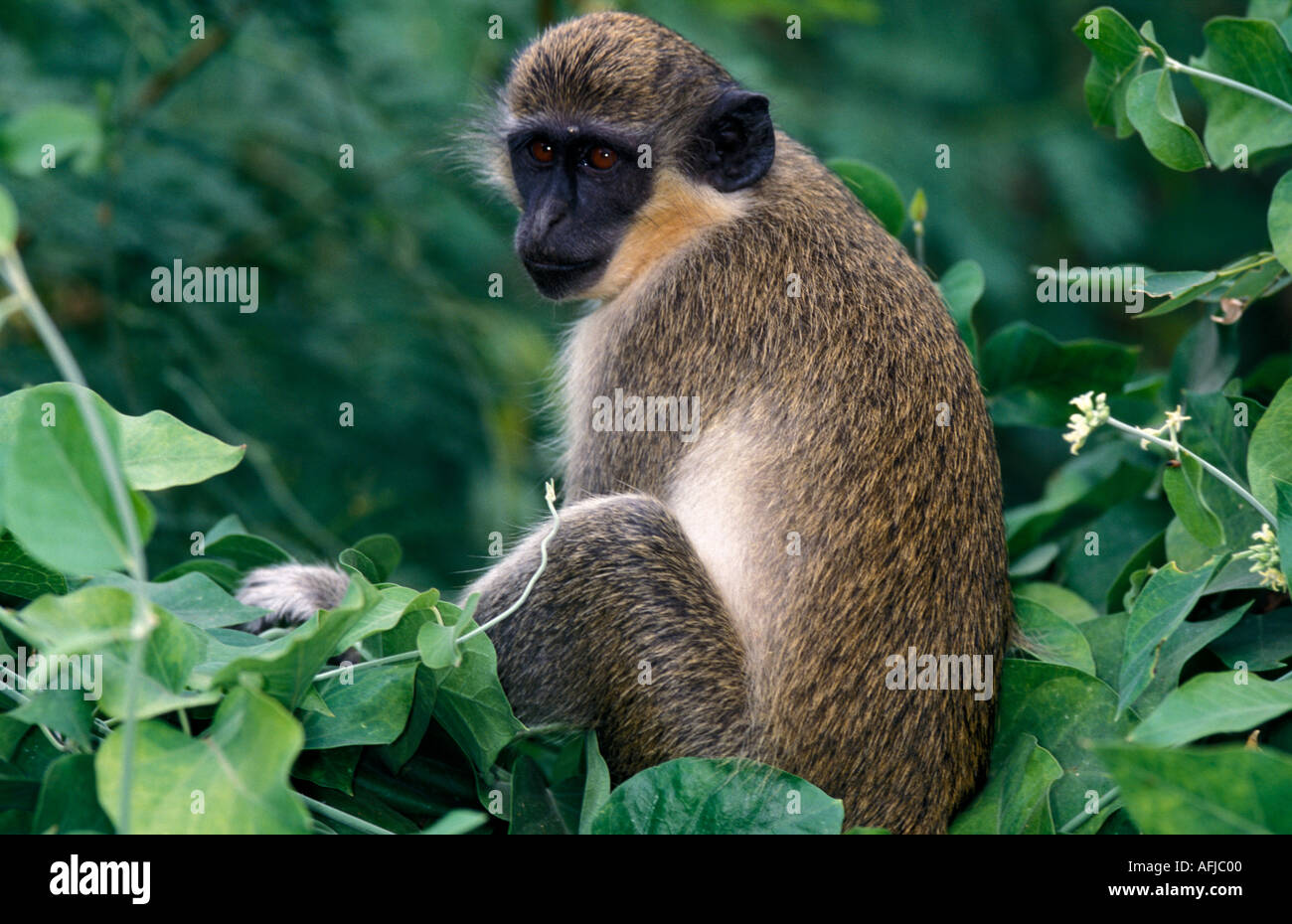 Vervet Monkey West Africa Stock Photo - Alamy
