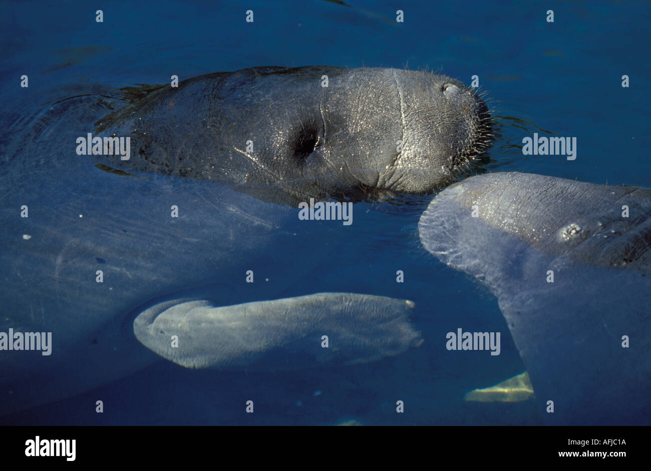 Manatee Genus Trichechus Florida Stock Photo - Alamy