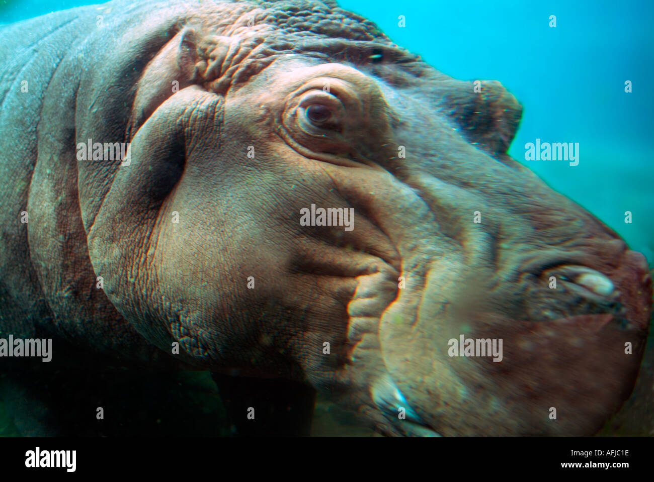 Captive hippo hi-res stock photography and images - Alamy