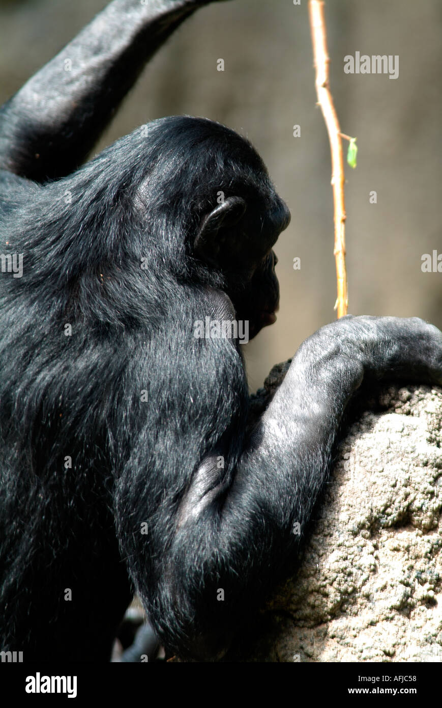 Bonobo Central Africa Congo using stick as tool to feed on termites ...