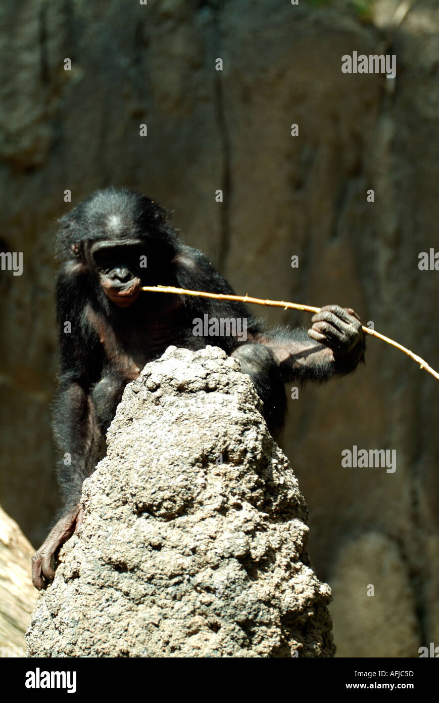 Bonobo Central Africa Congo using stick as tool to feed on termites ...