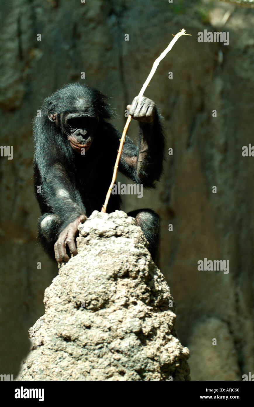 Bonobo Central Africa Congo using stick as tool to feed on termites ...