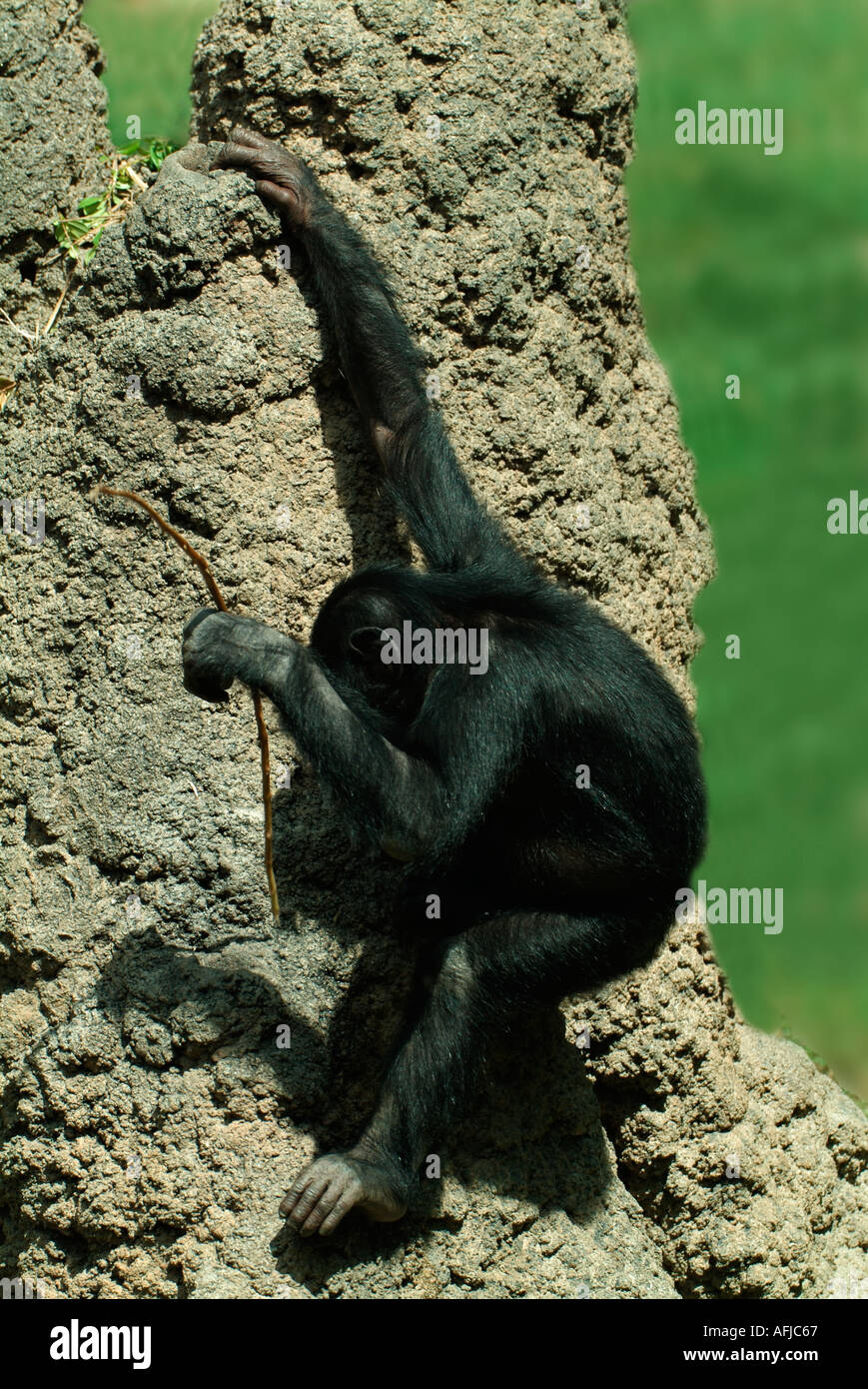Bonobo Central Africa Congo using stick as tool to feed on termites ...