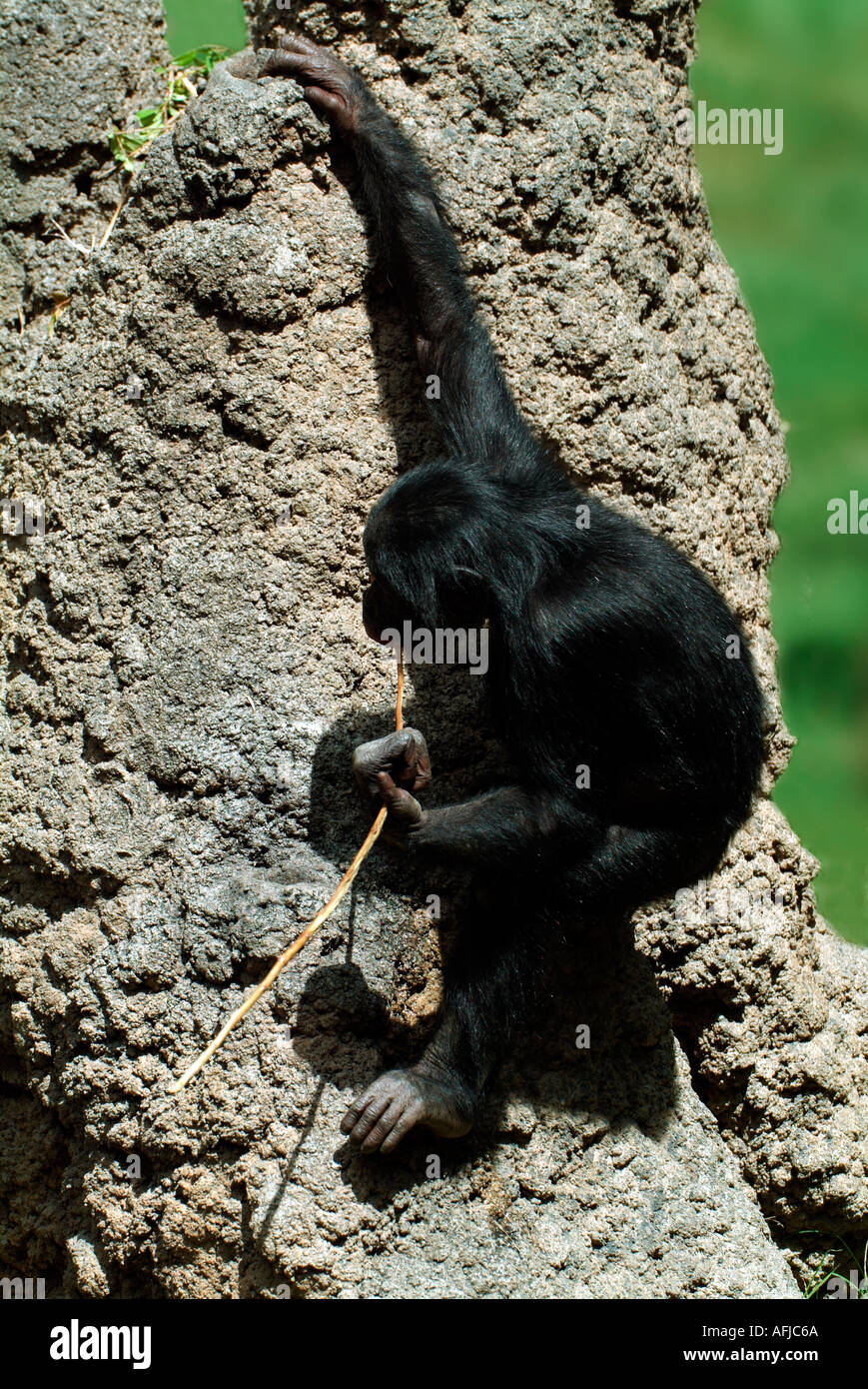 Bonobo Central Africa Congo using stick as tool to feed on termites ...