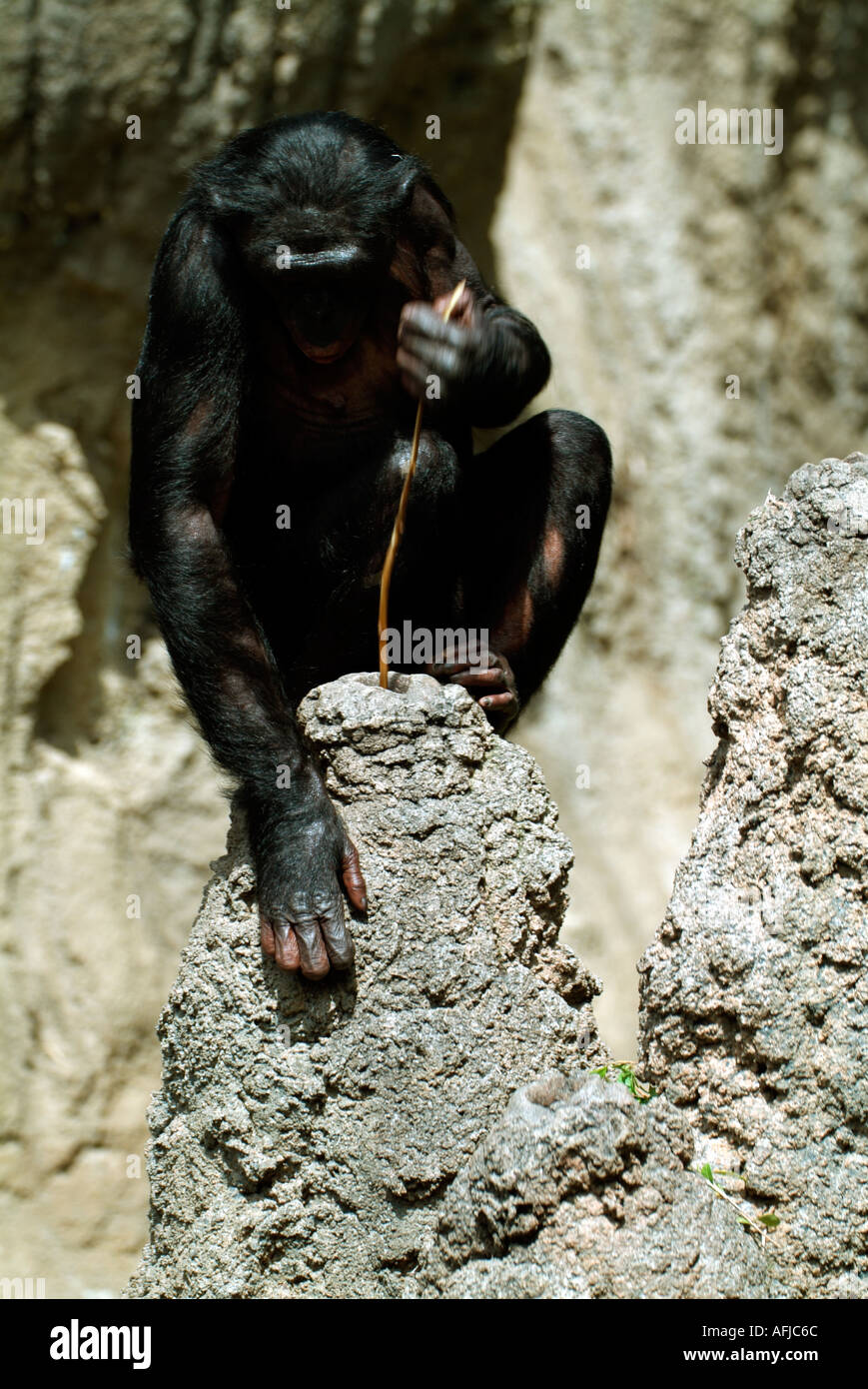Bonobo Central Africa Congo using stick as tool to feed on termites ...