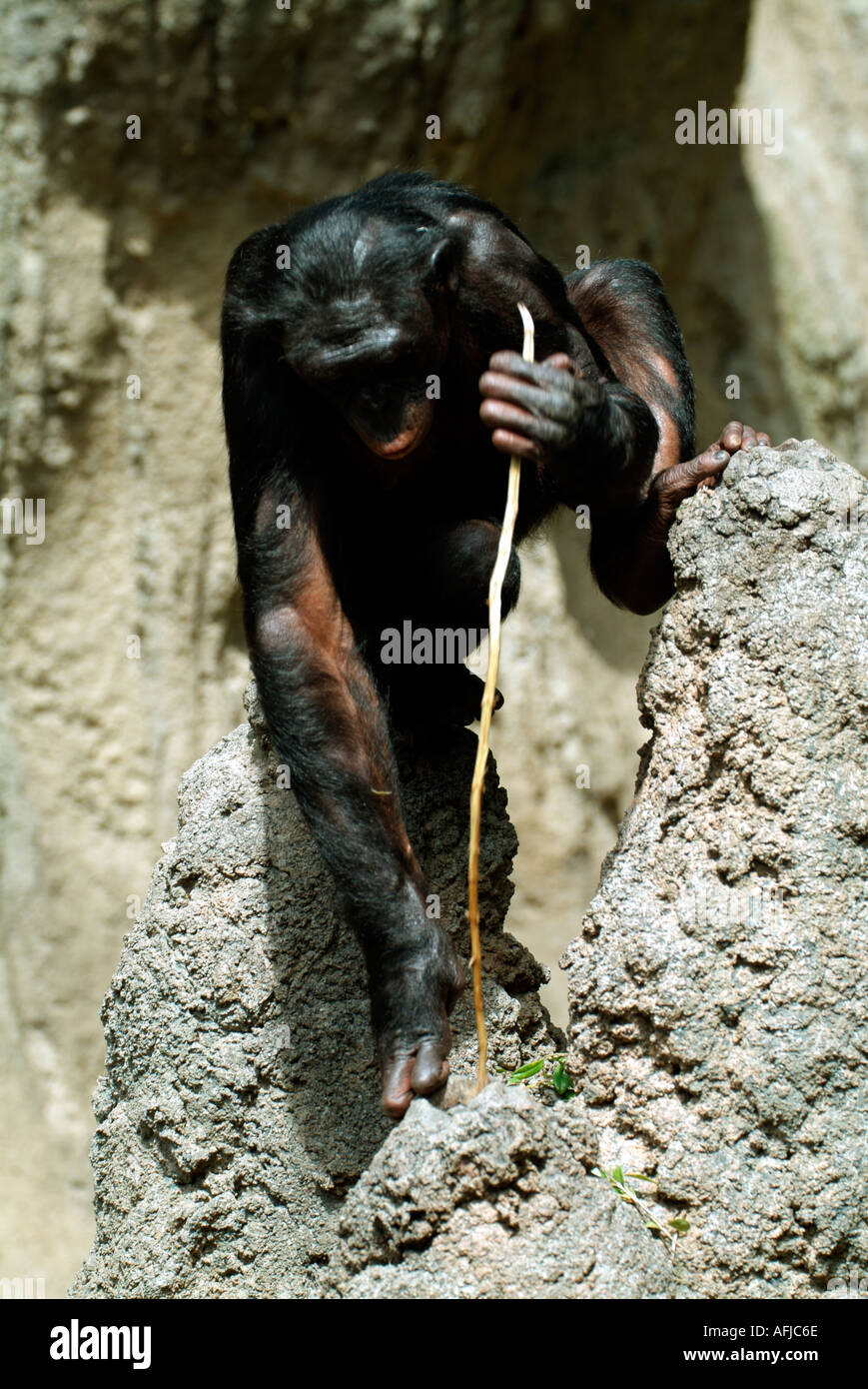 Bonobo Central Africa Congo using stick as tool to feed on termites ...