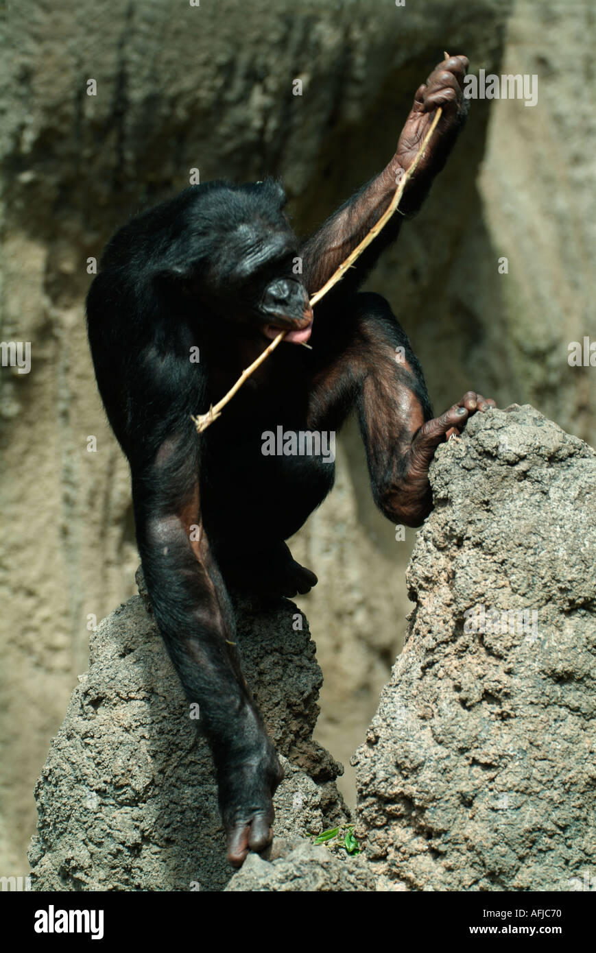 Bonobo Central Africa Congo using stick as tool to feed on termites ...