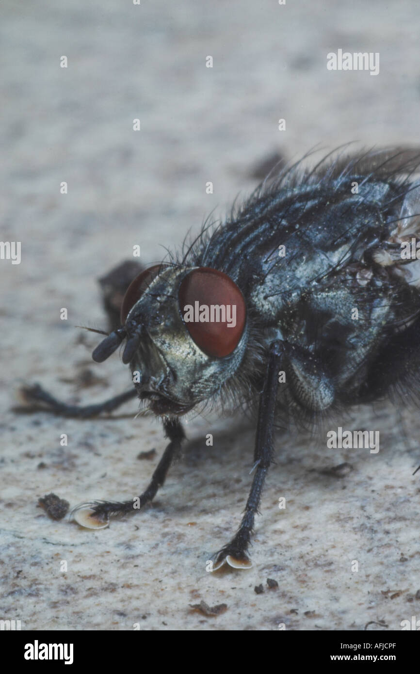 Maggots meat hi-res stock photography and images - Alamy