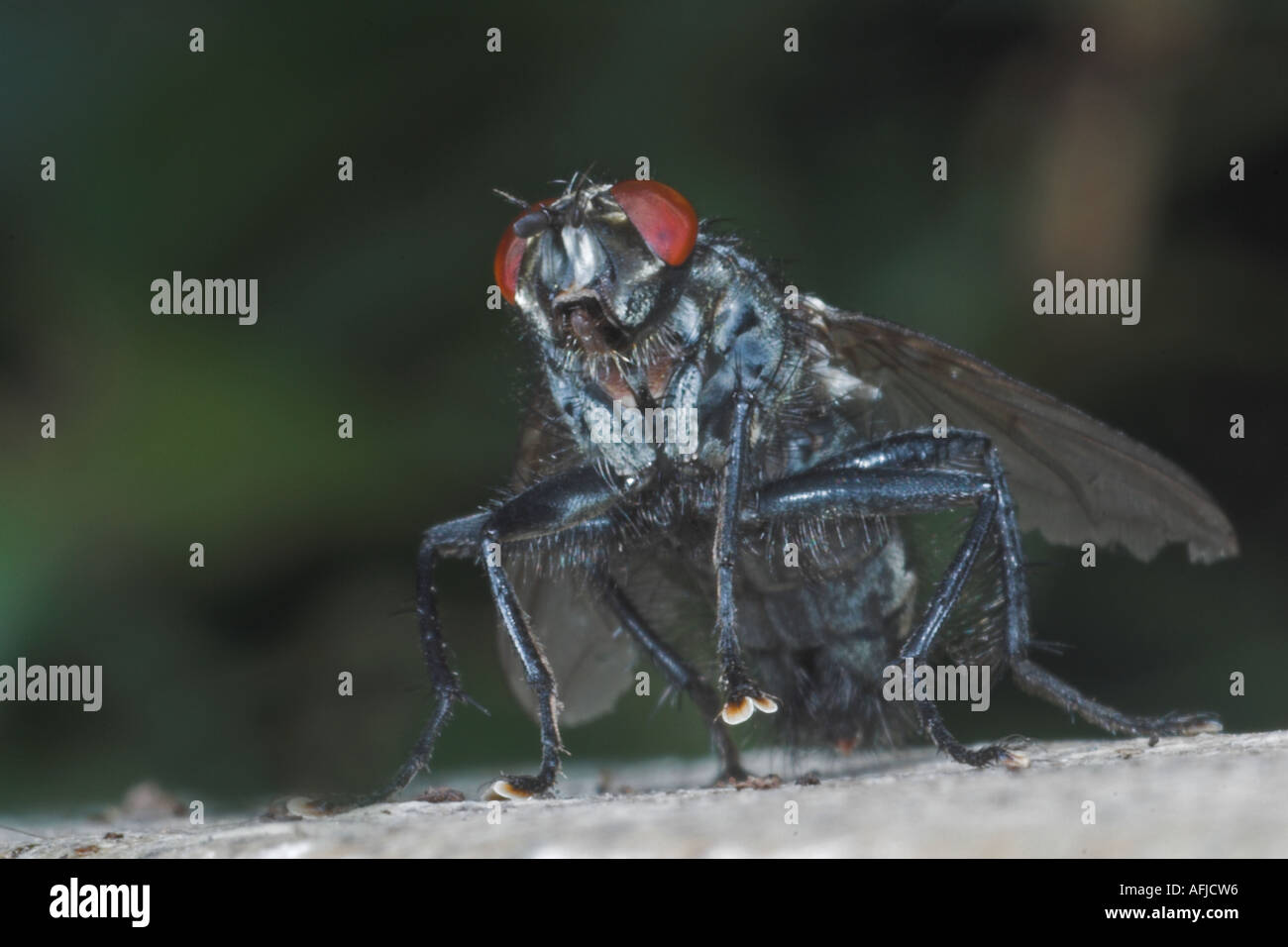 Maggots meat hi-res stock photography and images - Alamy