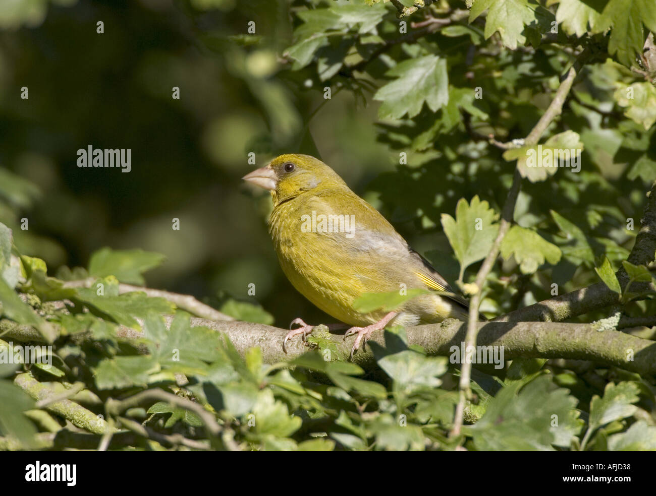 Greenfinch Carduelis chloris male Stock Photo - Alamy