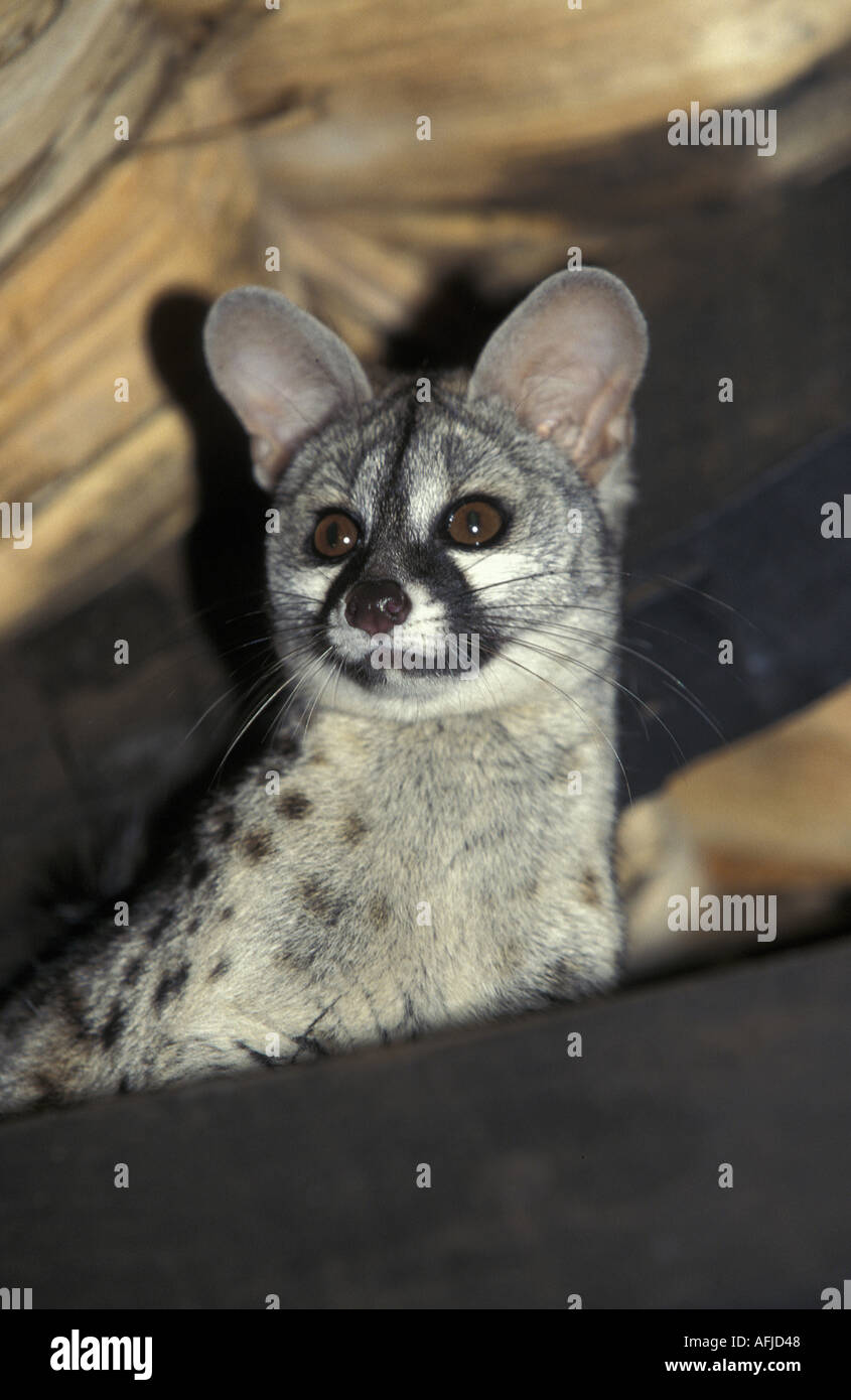Small spotted Genet Geneta genetta Tanzania Stock Photo - Alamy