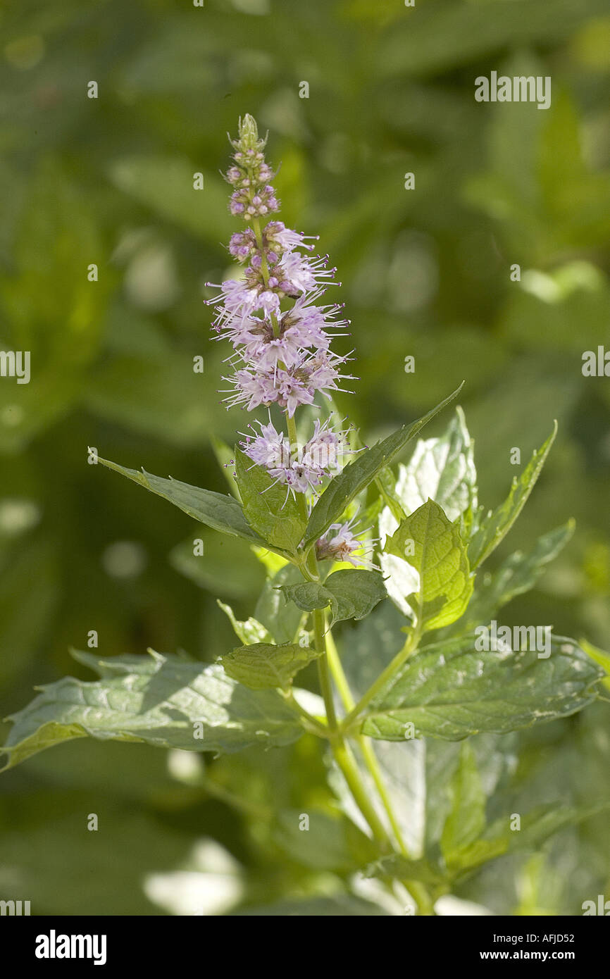 Mentha flower hi-res stock photography and images - Alamy