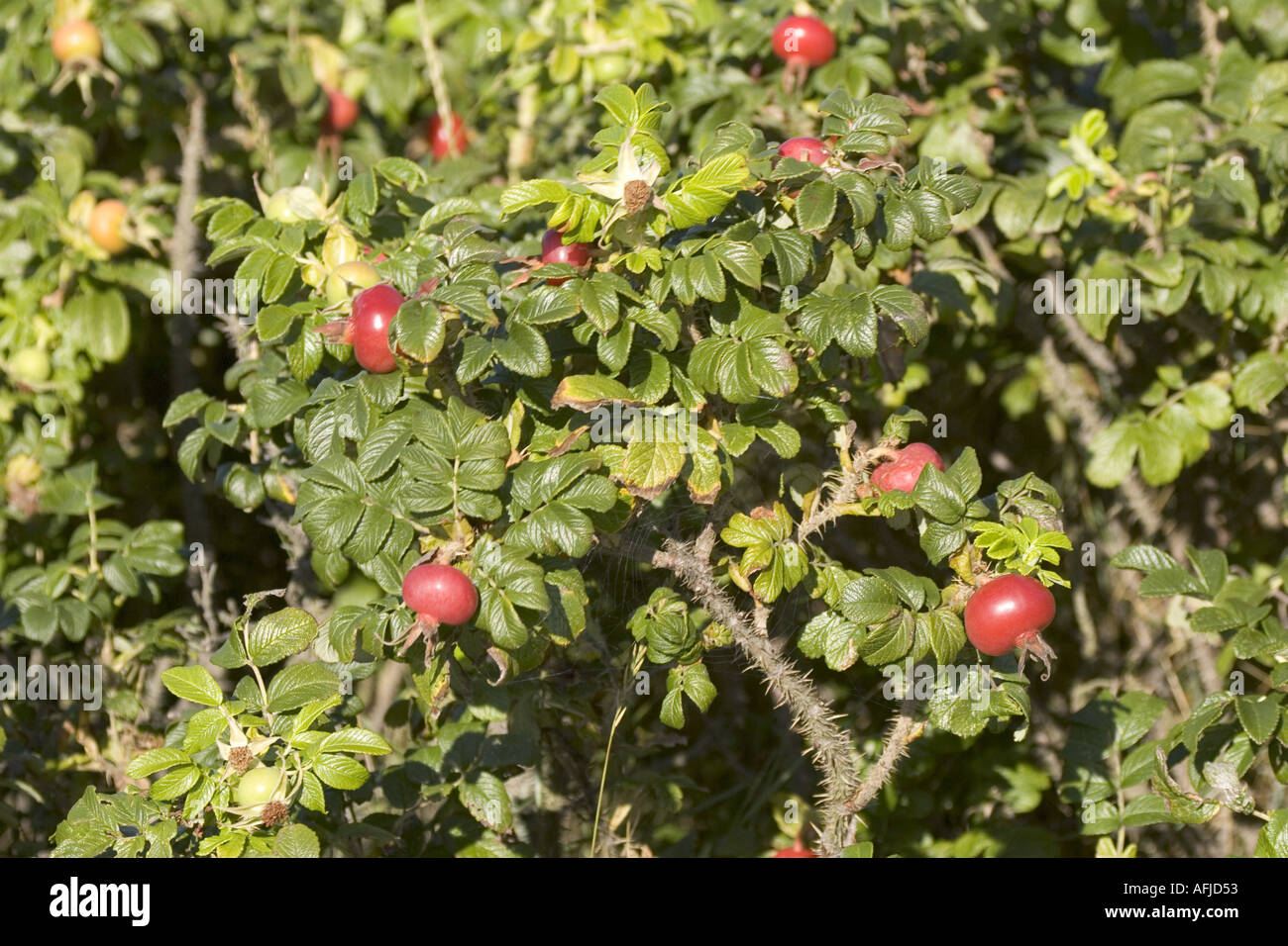 Dog Rose Rosa canina fruit and leaf September Stock Photo - Alamy