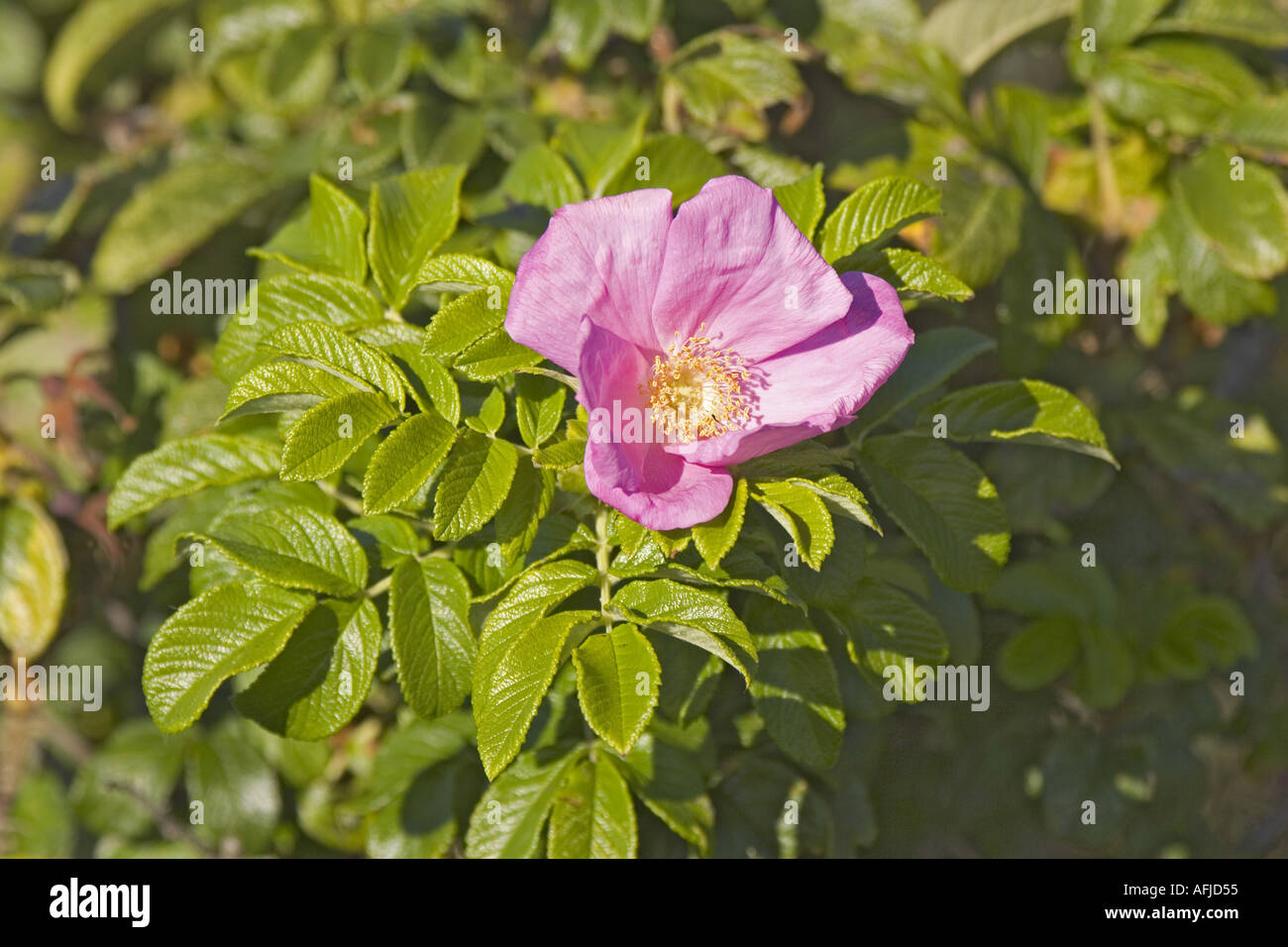 Dog Rose Rosa canina flower and leaf September Stock Photo - Alamy