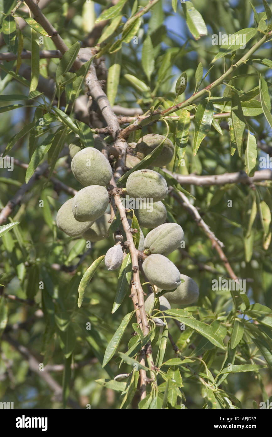 Almonds Prunus dulcis fruit Spain Stock Photo - Alamy