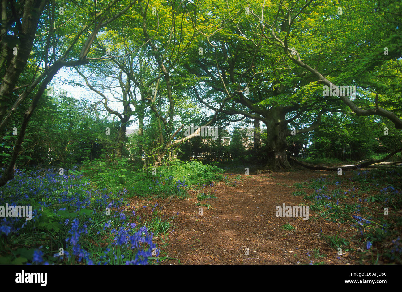 Conservation S Reserves Woodland clearing in Foxburrow Wood an Urban ...