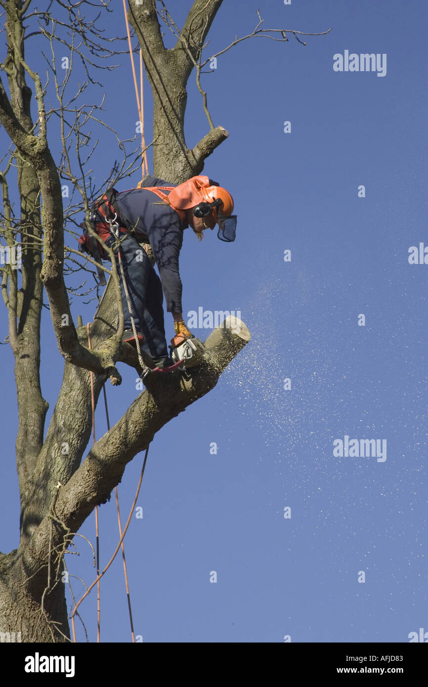 Using chainsaw cut down tree hi-res stock photography and images - Alamy