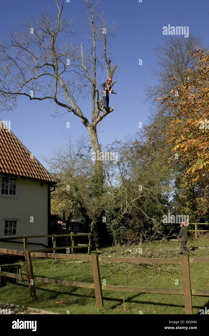 Using a chainsaw to cut down an ash tree Stock Photo - Alamy