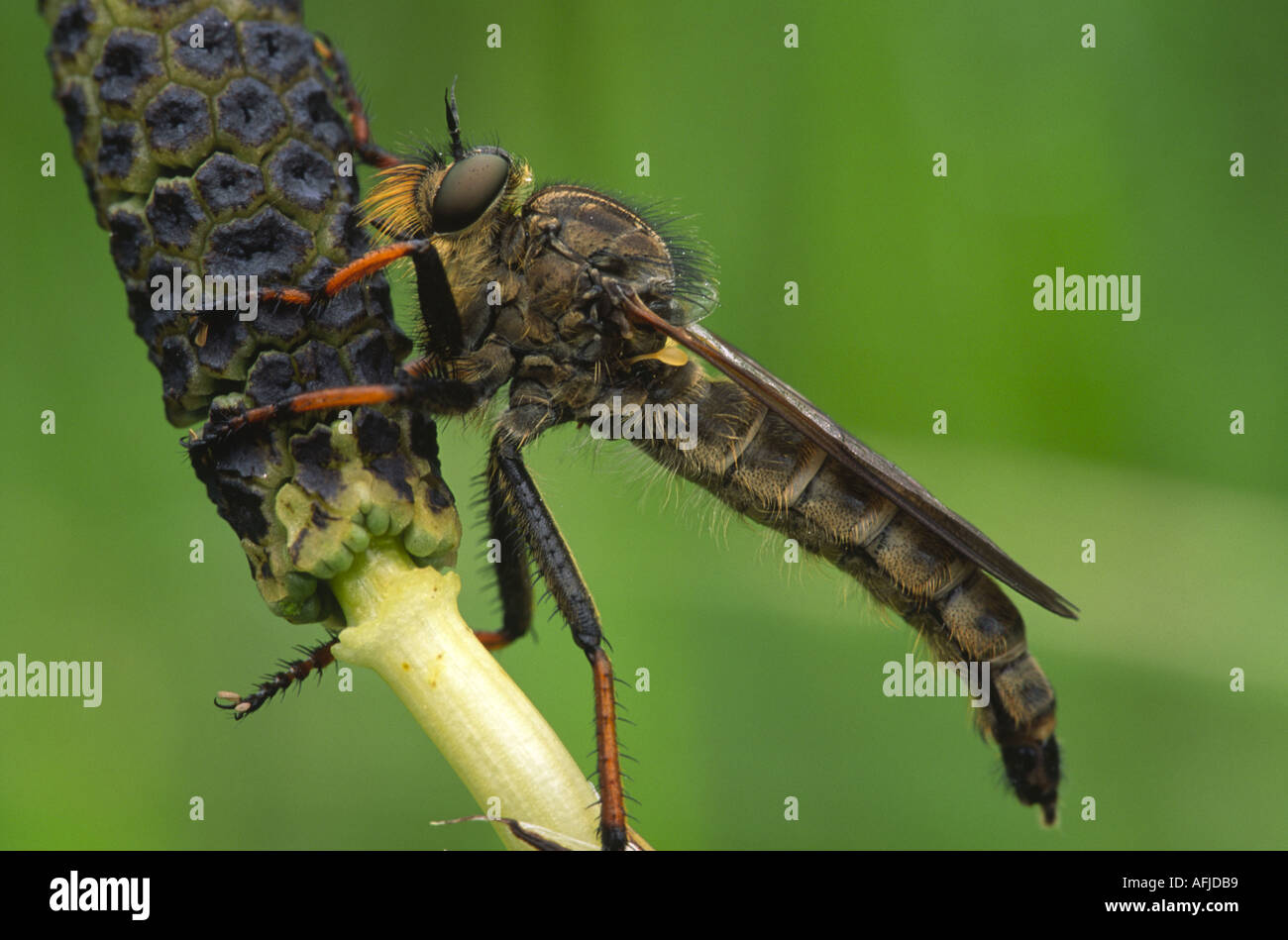 Robber Fly asilus species Stock Photo - Alamy