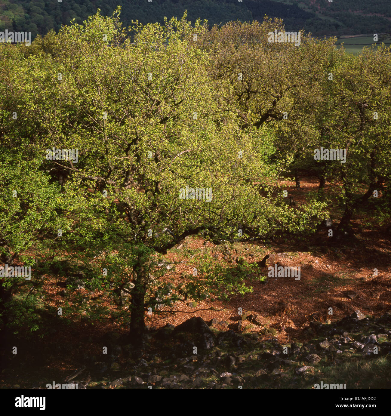 Oak trees, Chatsworth Park Estate, Peak District, Great Britain, UK ...