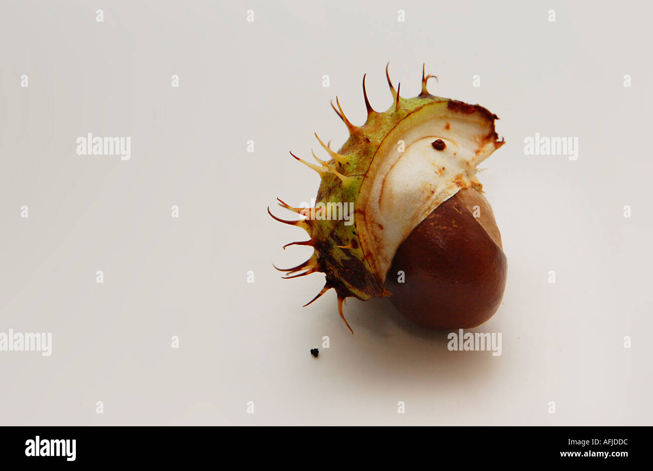 Conker half shell hi-res stock photography and images - Alamy