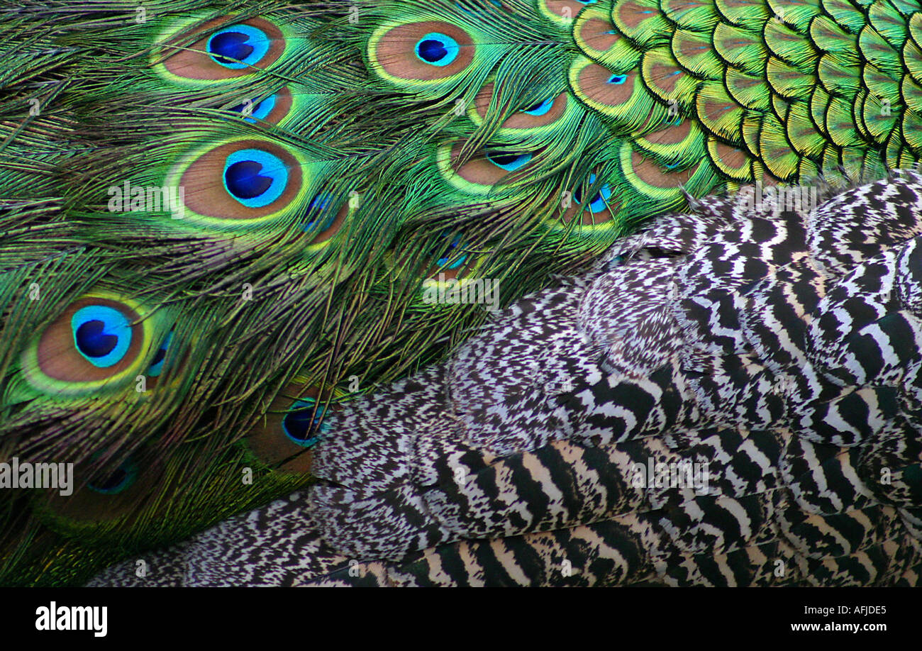 Plumage abstract bird hi-res stock photography and images - Alamy