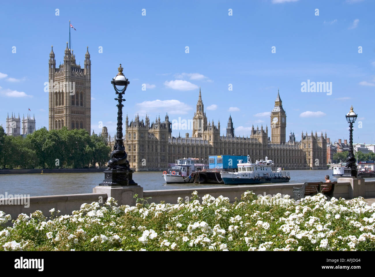 White roses in bloom with the River Thames and Houses of Parliament ...