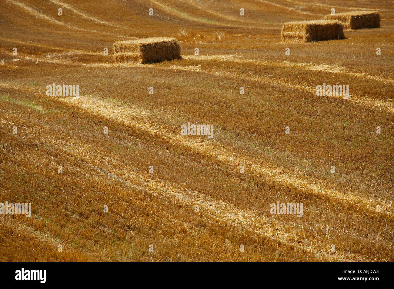 Bails of barley straw hi-res stock photography and images - Alamy